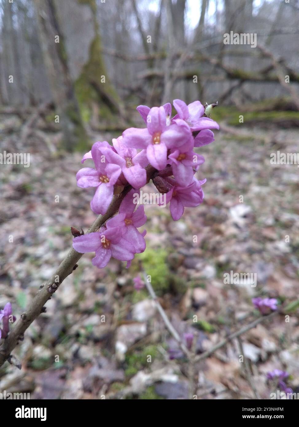 Mezereon (Daphne mezereum) Plantae Stock Photo - Alamy