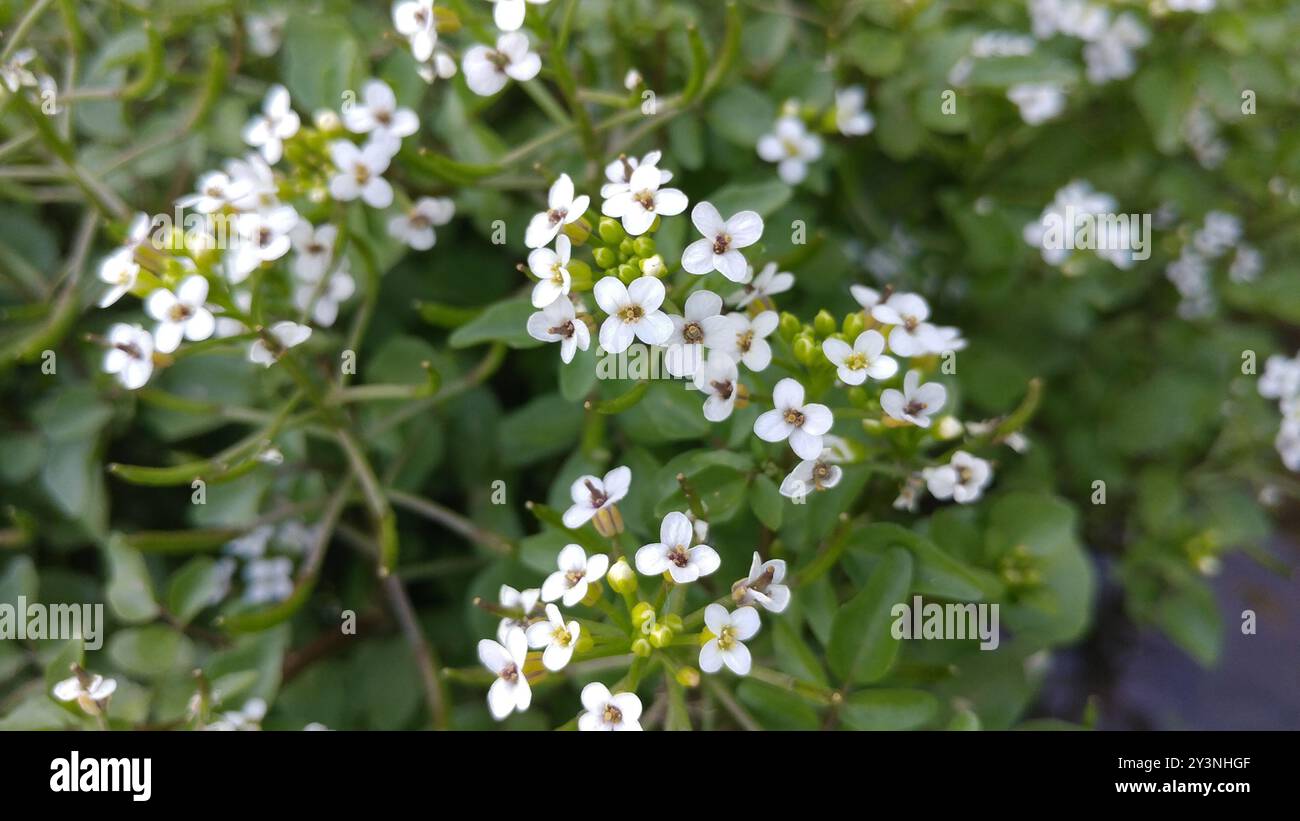 watercress (Nasturtium officinale) Plantae Stock Photo - Alamy