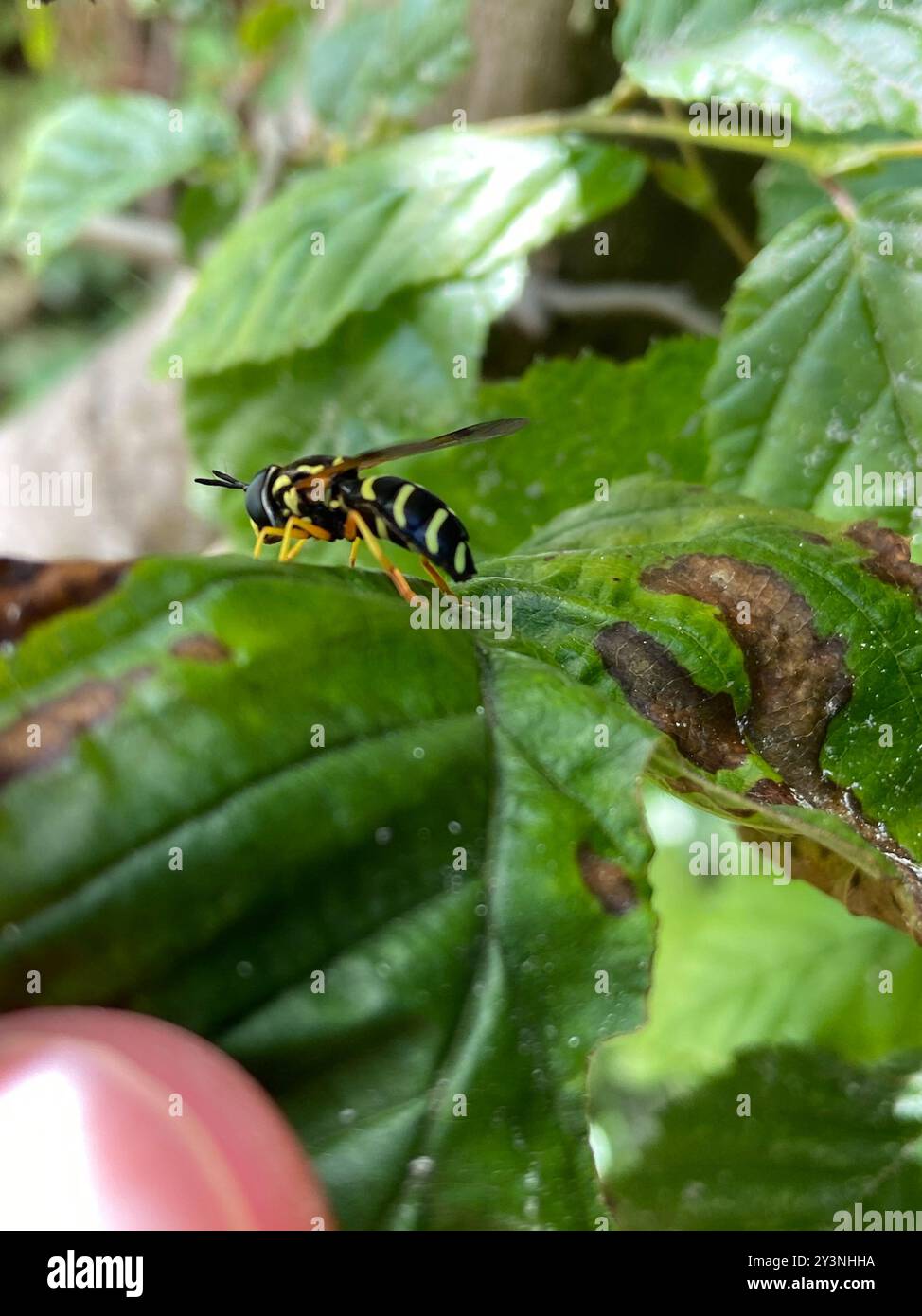 Hook-barred Spearhorn (Chrysotoxum festivum) Insecta Stock Photo - Alamy