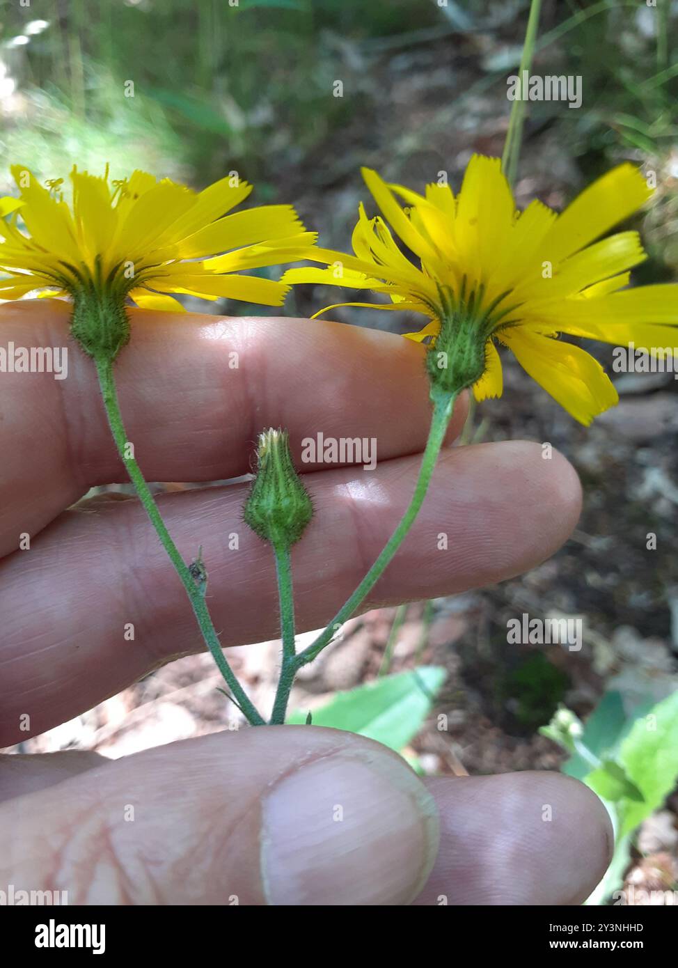 common hawkweed (Hieracium lachenalii) Plantae Stock Photo - Alamy