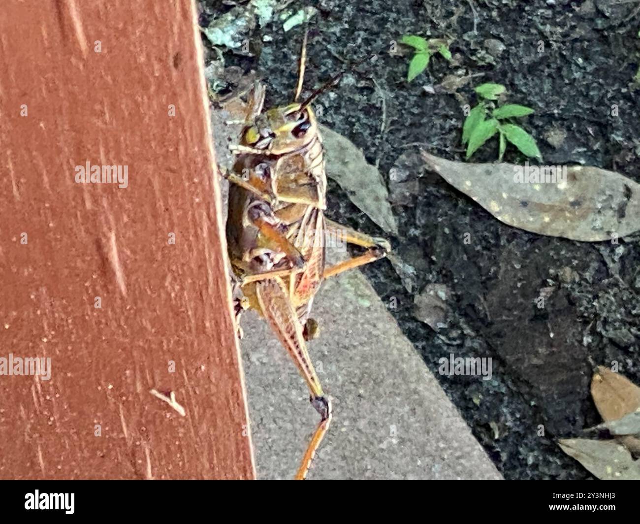 Eastern Lubber Grasshopper (Romalea microptera) Insecta Stock Photo - Alamy