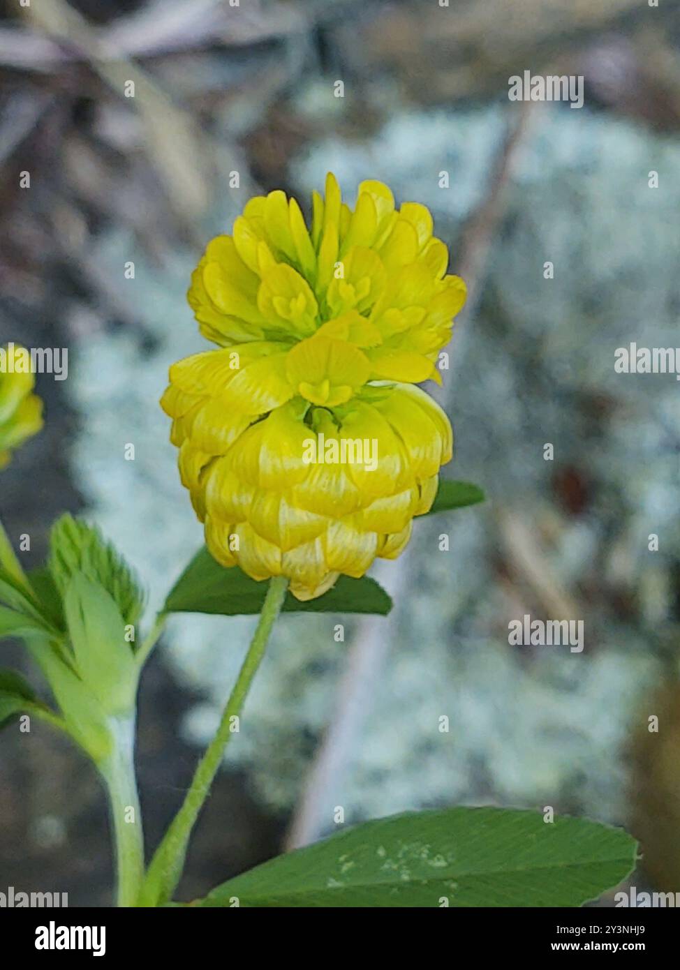 large hop clover (Trifolium aureum) Plantae Stock Photo - Alamy