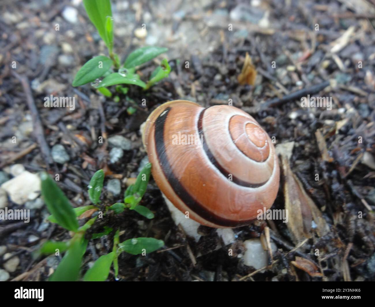 Brown-lipped Snail (Cepaea nemoralis) Mollusca Stock Photo - Alamy
