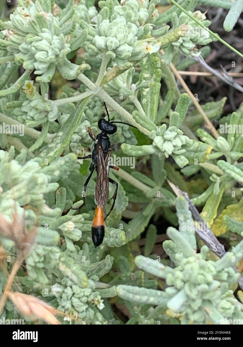(Ammophila heydeni) Insecta Stock Photo - Alamy