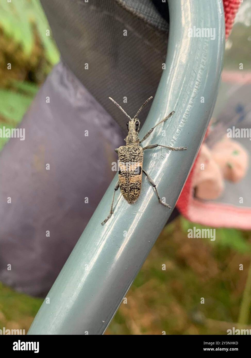 Blackspotted Longhorn Beetle (Rhagium mordax) Insecta Stock Photo - Alamy