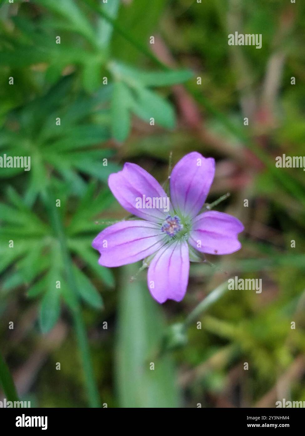 Long-stalked Crane's-bill (Geranium columbinum) Plantae Stock Photo - Alamy