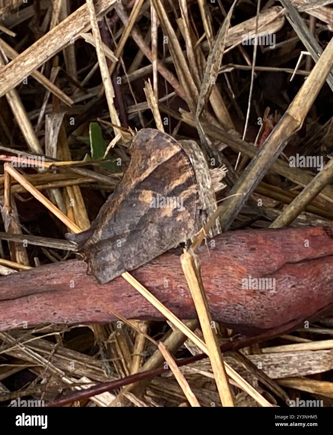 Common Evening Brown (Melanitis leda) Insecta Stock Photo - Alamy