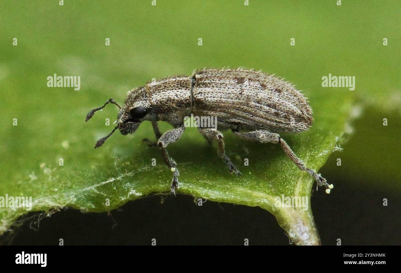 Spotted Pea Weevil (Sitona macularius) Insecta Stock Photo - Alamy