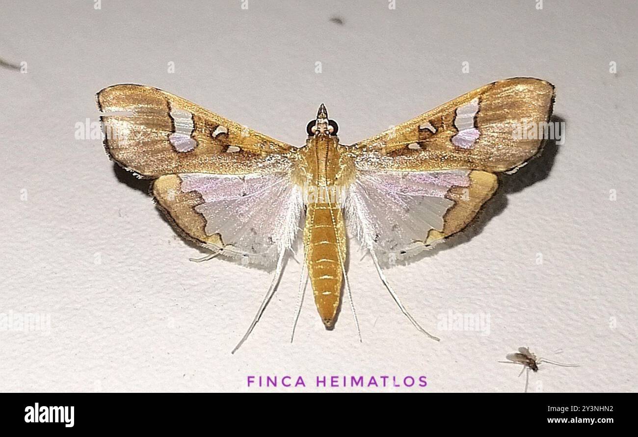 Maruca hi-res stock photography and images - Alamy