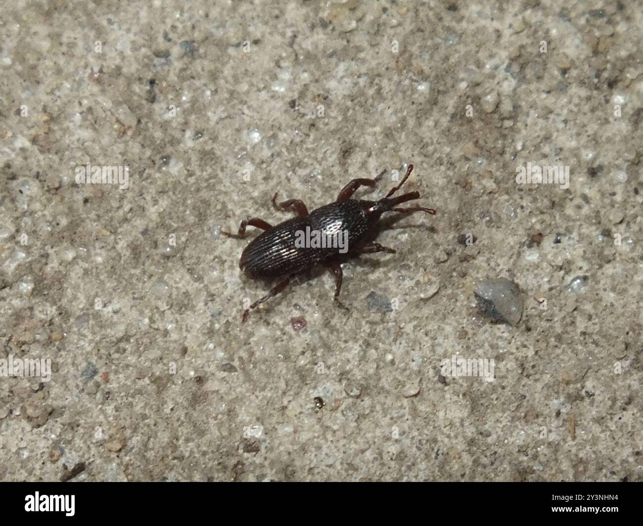 Wheat Weevil (Sitophilus granarius) Insecta Stock Photo - Alamy