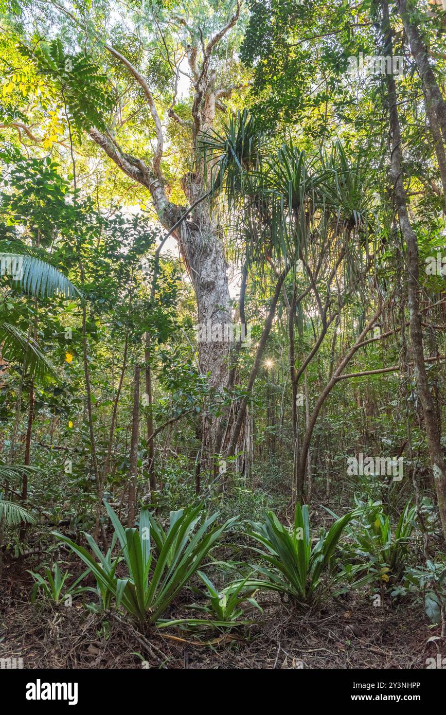 Tropical rainforest in Daintree River National Park in Queensland ...
