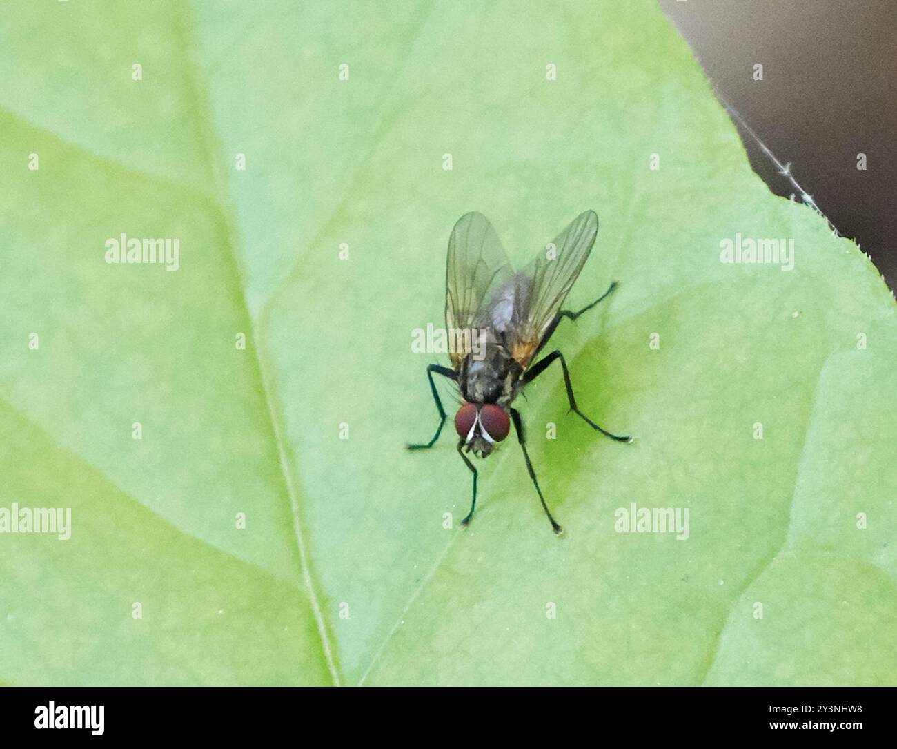 Root-maggot Flies (Anthomyiidae) Insecta Stock Photo - Alamy