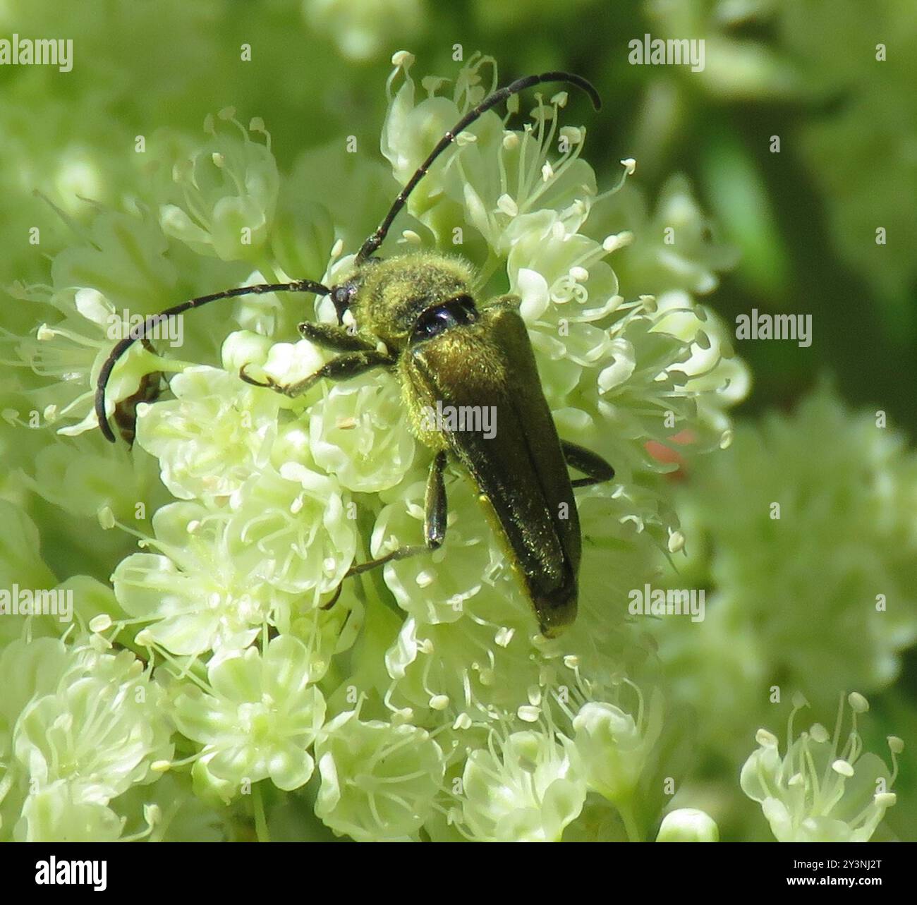 Yellow Velvet Beetle (Lepturobosca chrysocoma) Insecta Stock Photo - Alamy