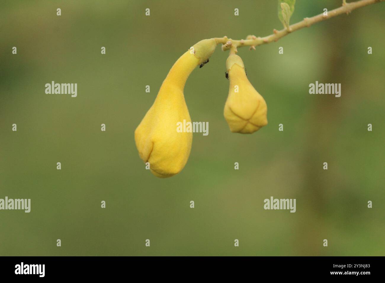 Asian Bushbeech (Gmelina asiatica) Plantae Stock Photo - Alamy