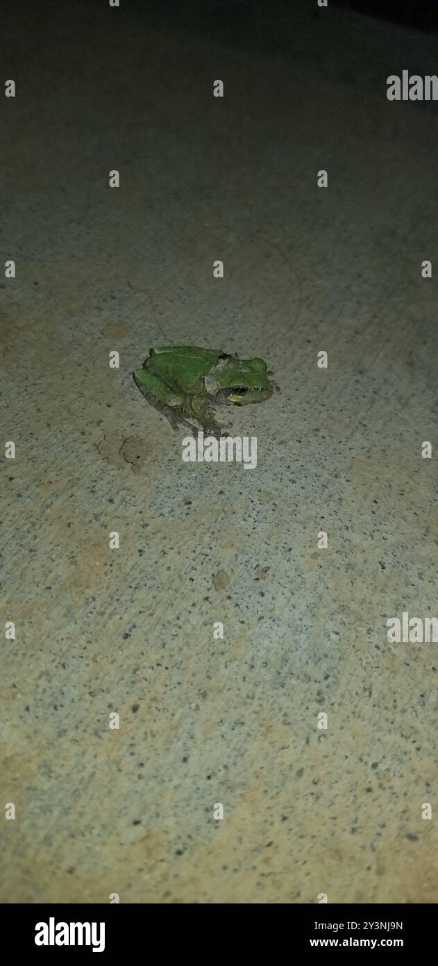 Cope's Gray Treefrog (Hyla chrysoscelis) Amphibia Stock Photo - Alamy