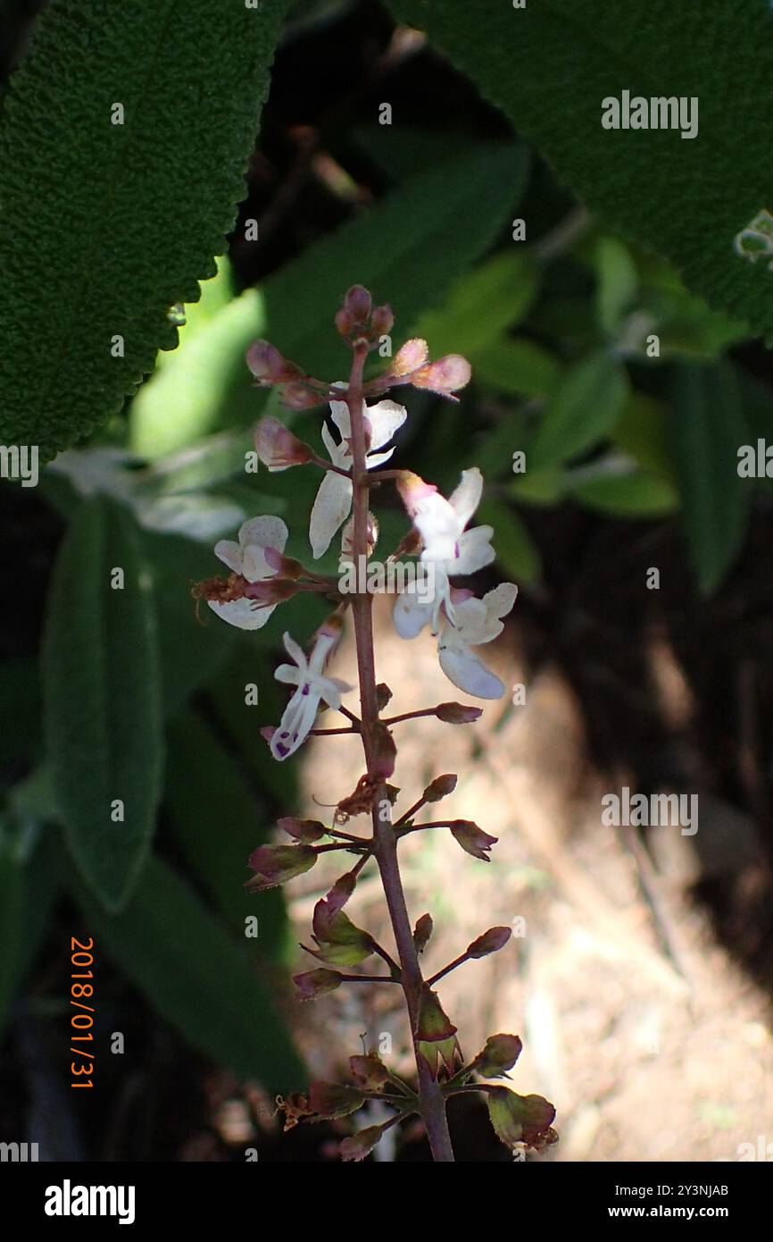 mint family (Lamiaceae) Plantae Stock Photo - Alamy