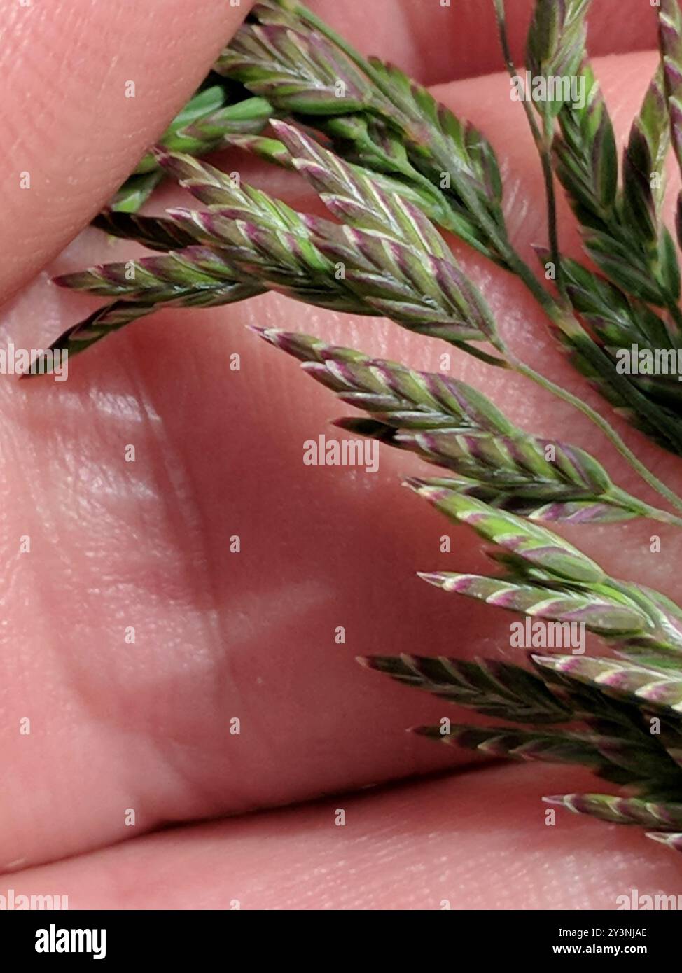 grasses (Poaceae) Plantae Stock Photo - Alamy