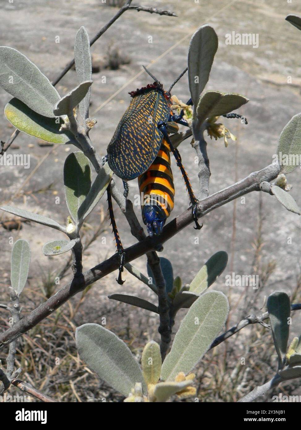 Rainbow Milkweed Locust (Phymateus saxosus) Insecta Stock Photo - Alamy