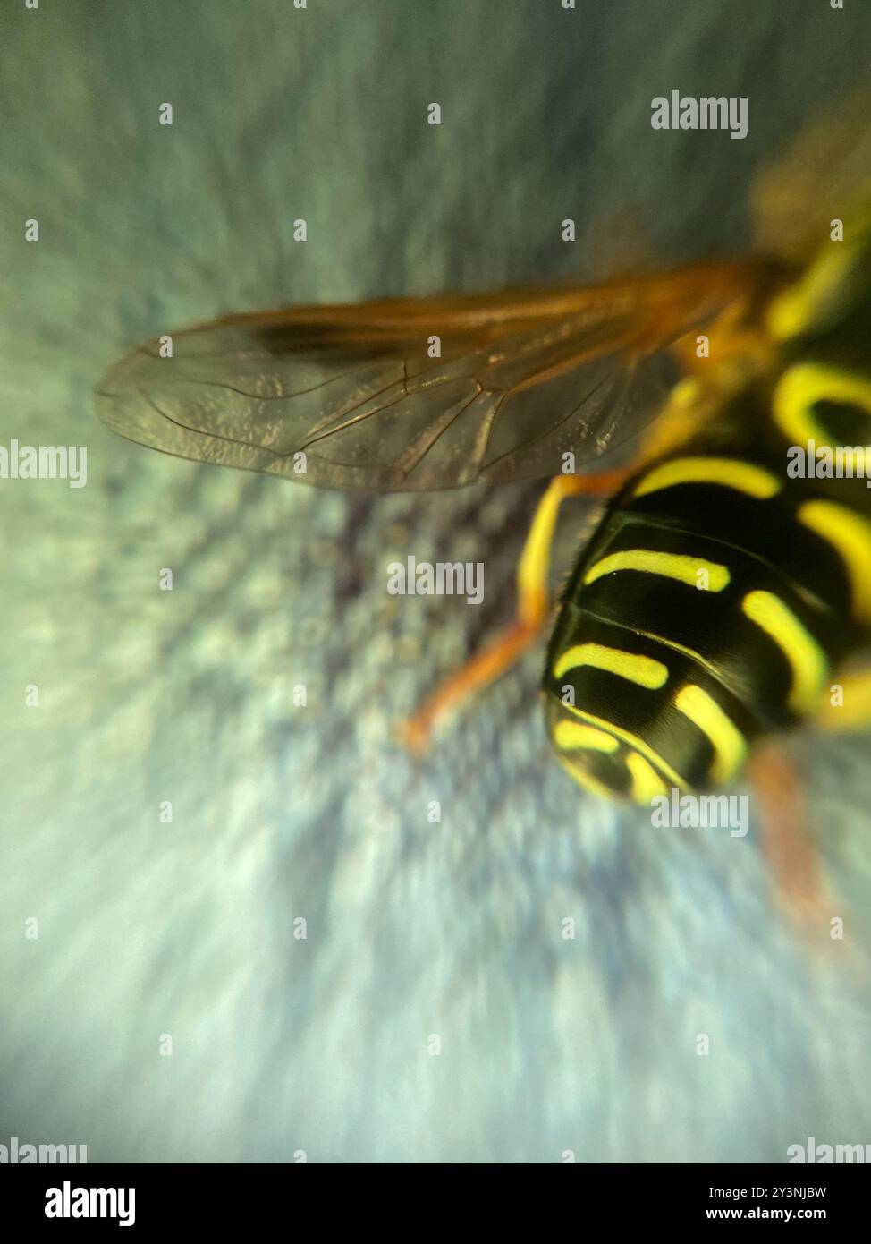 Hook-barred Spearhorn (Chrysotoxum festivum) Insecta Stock Photo - Alamy