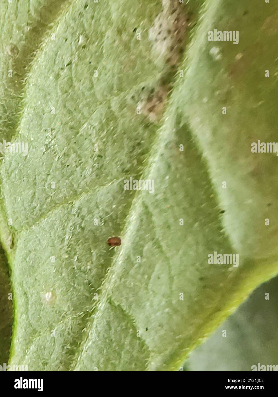 Spider Mites (Tetranychidae) Arachnida Stock Photo - Alamy