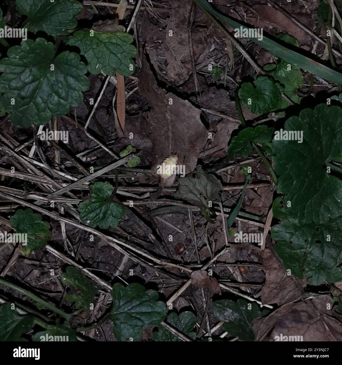 Lesser Glowworm (Lamprohiza splendidula) Insecta Stock Photo - Alamy