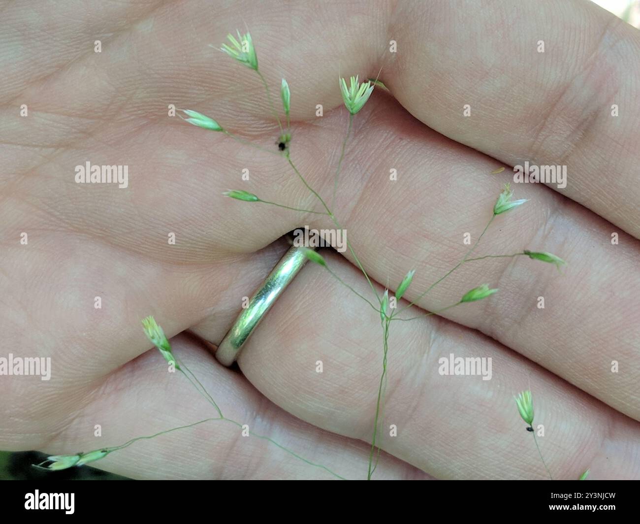grasses (Poaceae) Plantae Stock Photo - Alamy