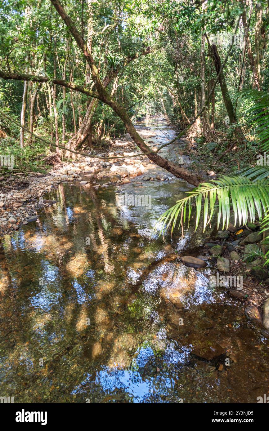 Tropical rainforest in Daintree River National Park in Queensland ...