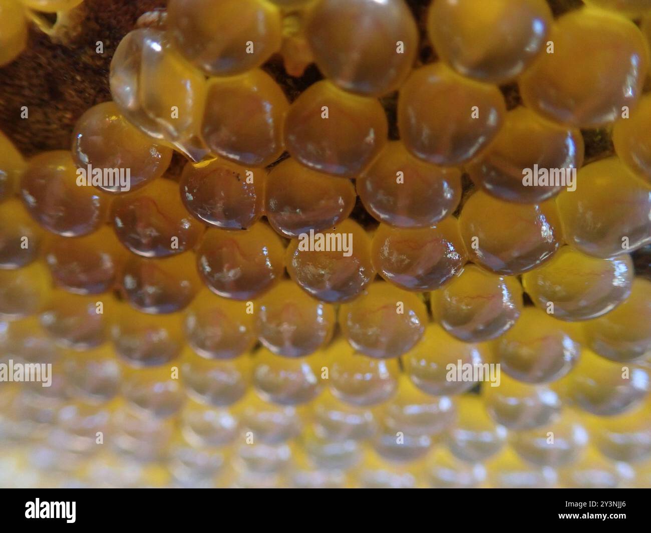 Plainfin Midshipman (Porichthys notatus) Actinopterygii Stock Photo - Alamy