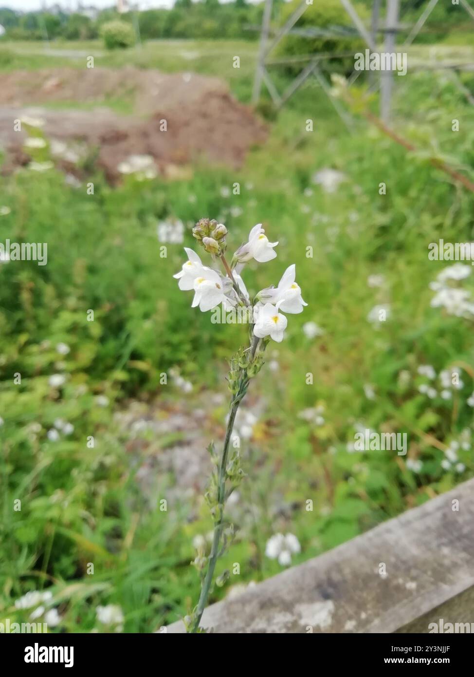 Pale Toadflax (Linaria repens) Plantae Stock Photo - Alamy