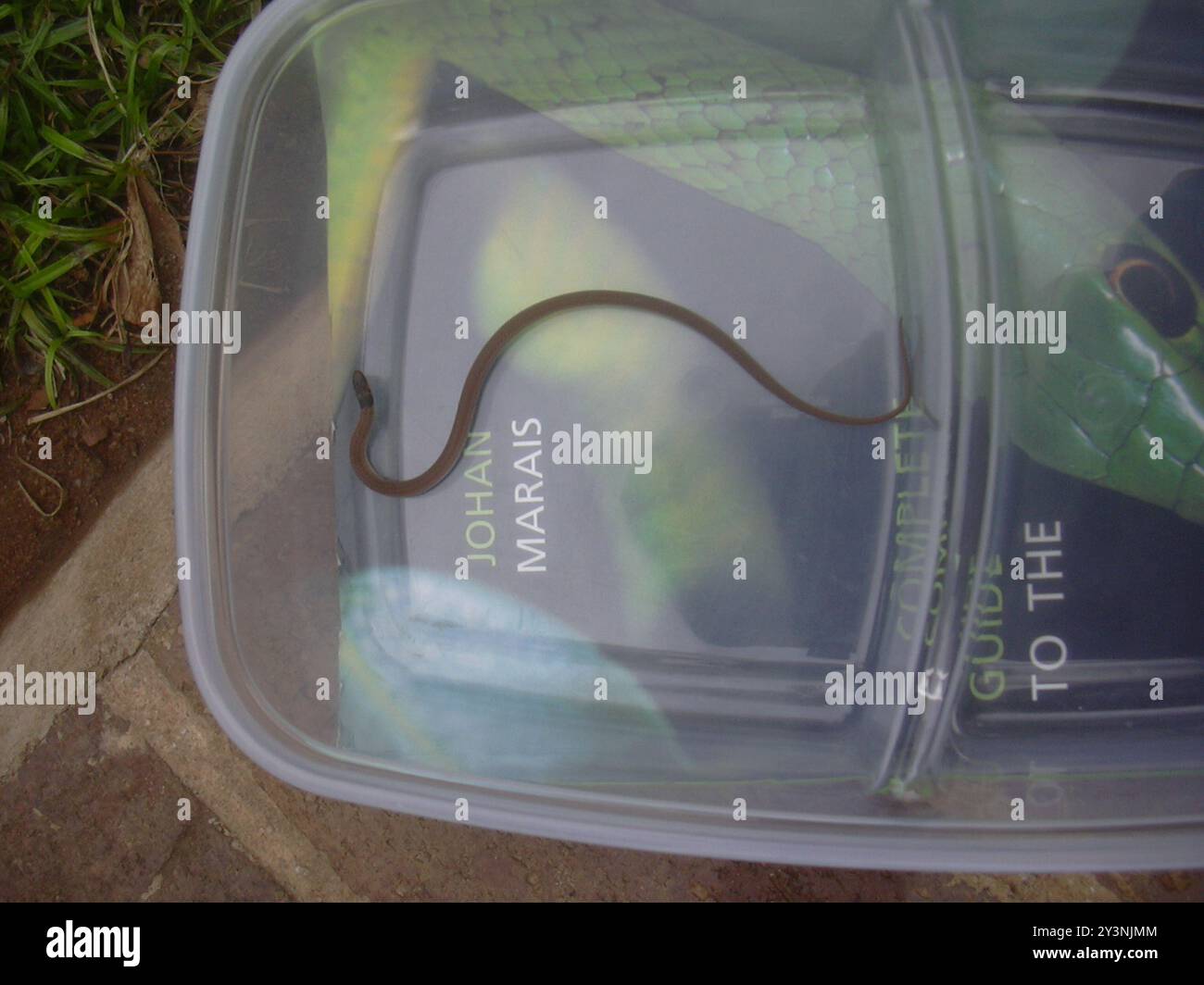 Cape Centipede-Eater (Aparallactus capensis) Reptilia Stock Photo - Alamy