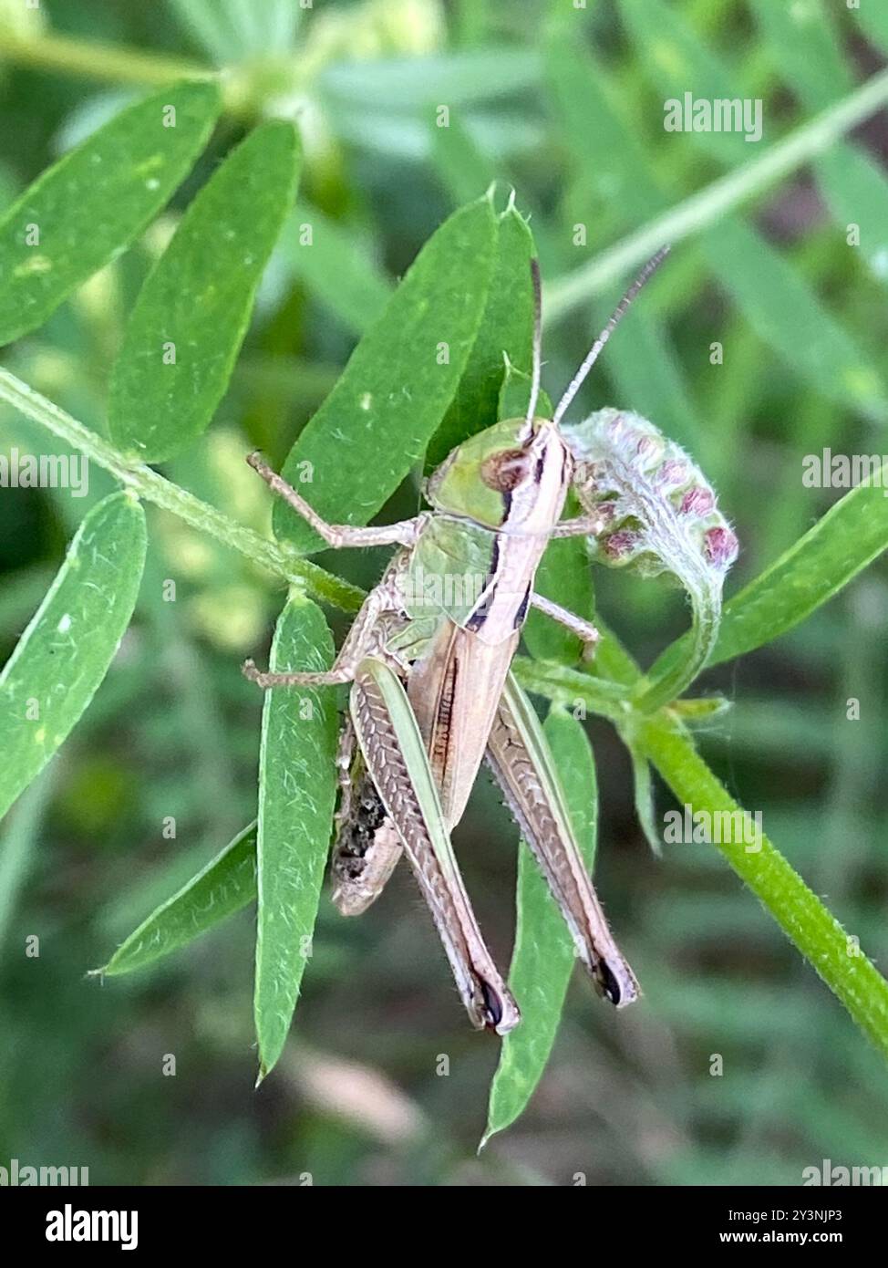 Water-meadow Grasshopper (Pseudochorthippus montanus) Insecta Stock ...