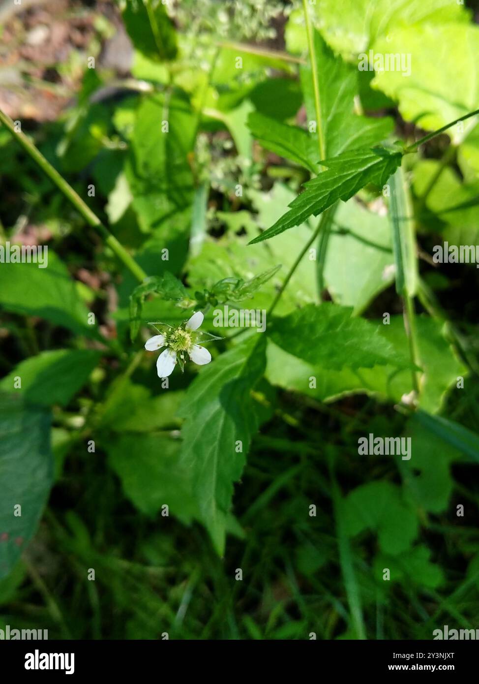 white avens (Geum canadense) Plantae Stock Photo - Alamy