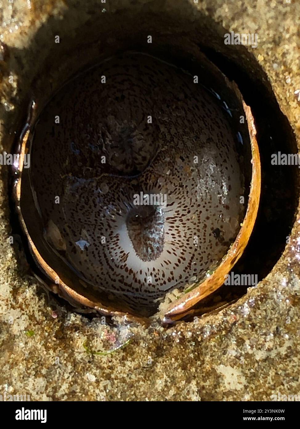 Scale-sided Piddock (Parapholas californica) Mollusca Stock Photo - Alamy