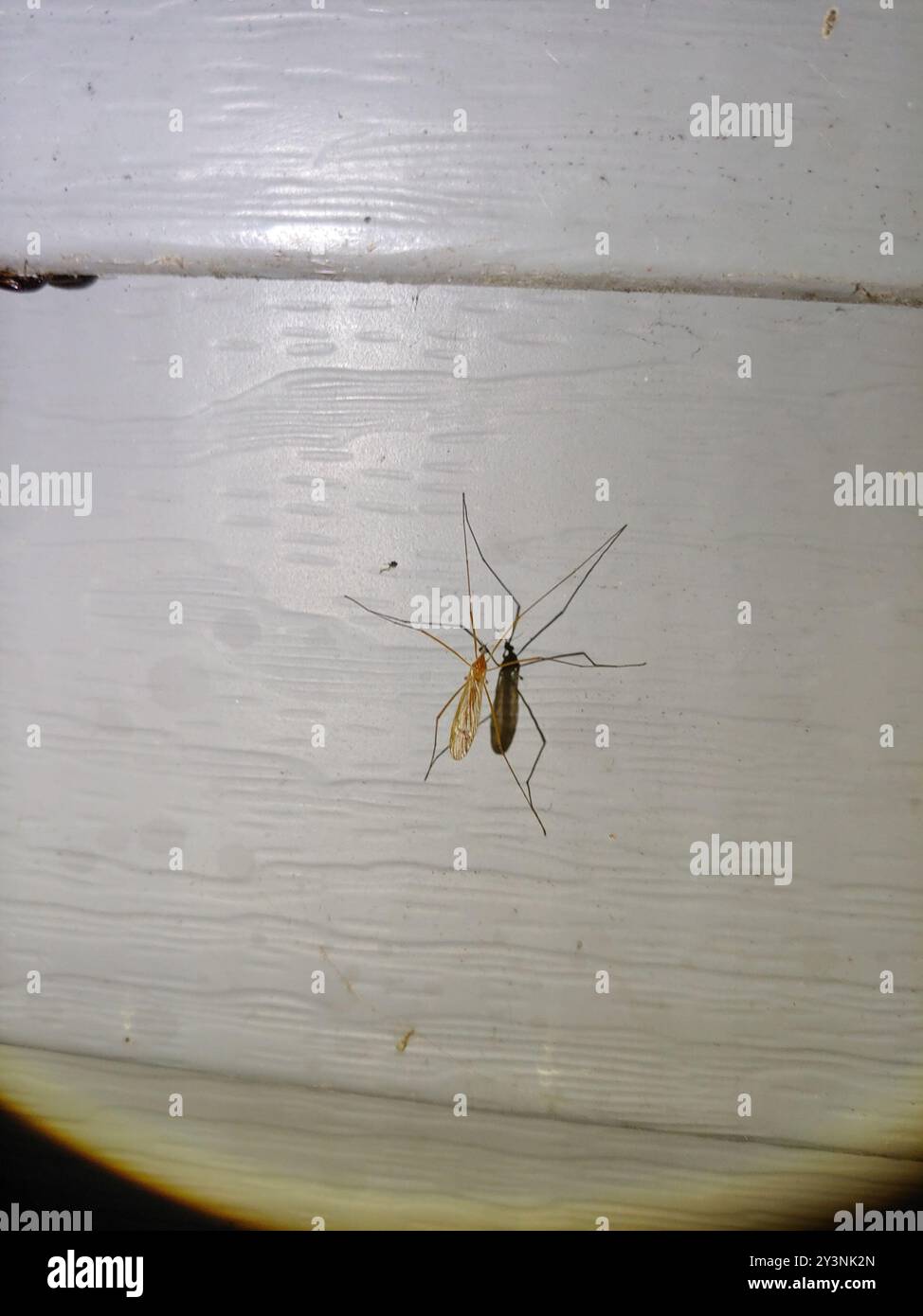Crane Flies (Tipulomorpha) Insecta Stock Photo - Alamy
