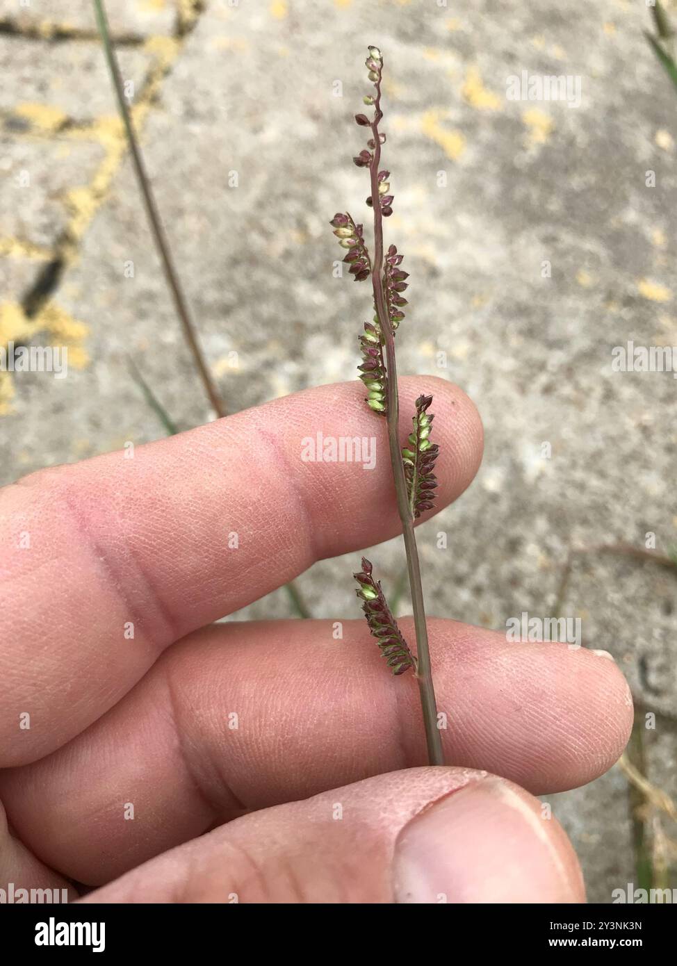 Jungle Rice (Echinochloa colonum) Plantae Stock Photo - Alamy