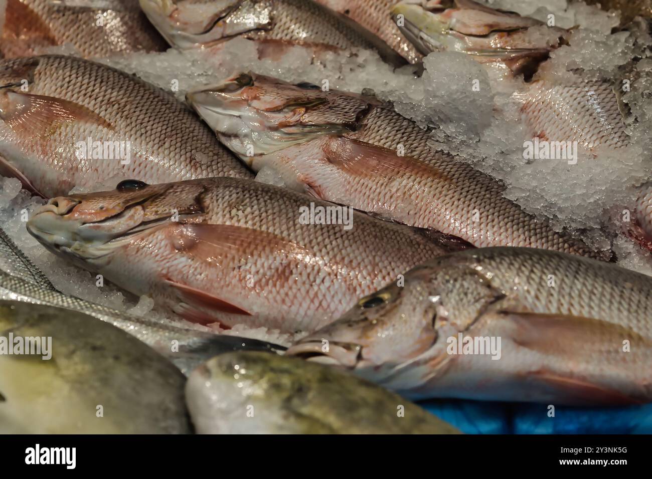 Fresh fish displayed on ice at a seafood market, showcasing their shiny ...