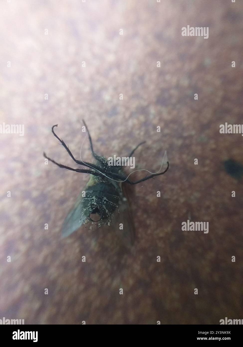 Common House Fly (Musca domestica) Insecta Stock Photo - Alamy