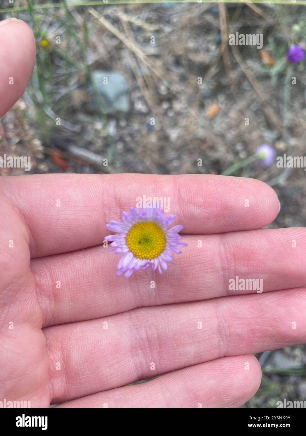 Subalpine Fleabane (Erigeron glacialis) Plantae Stock Photo - Alamy