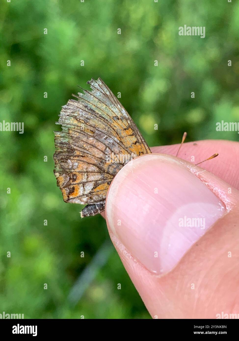 Harris's Checkerspot (Chlosyne harrisii) Insecta Stock Photo - Alamy
