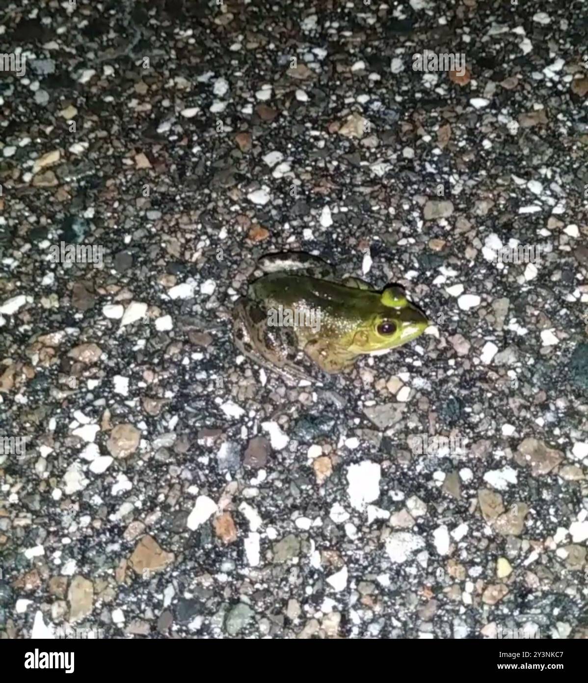 Pig Frog (Lithobates grylio) Amphibia Stock Photo - Alamy