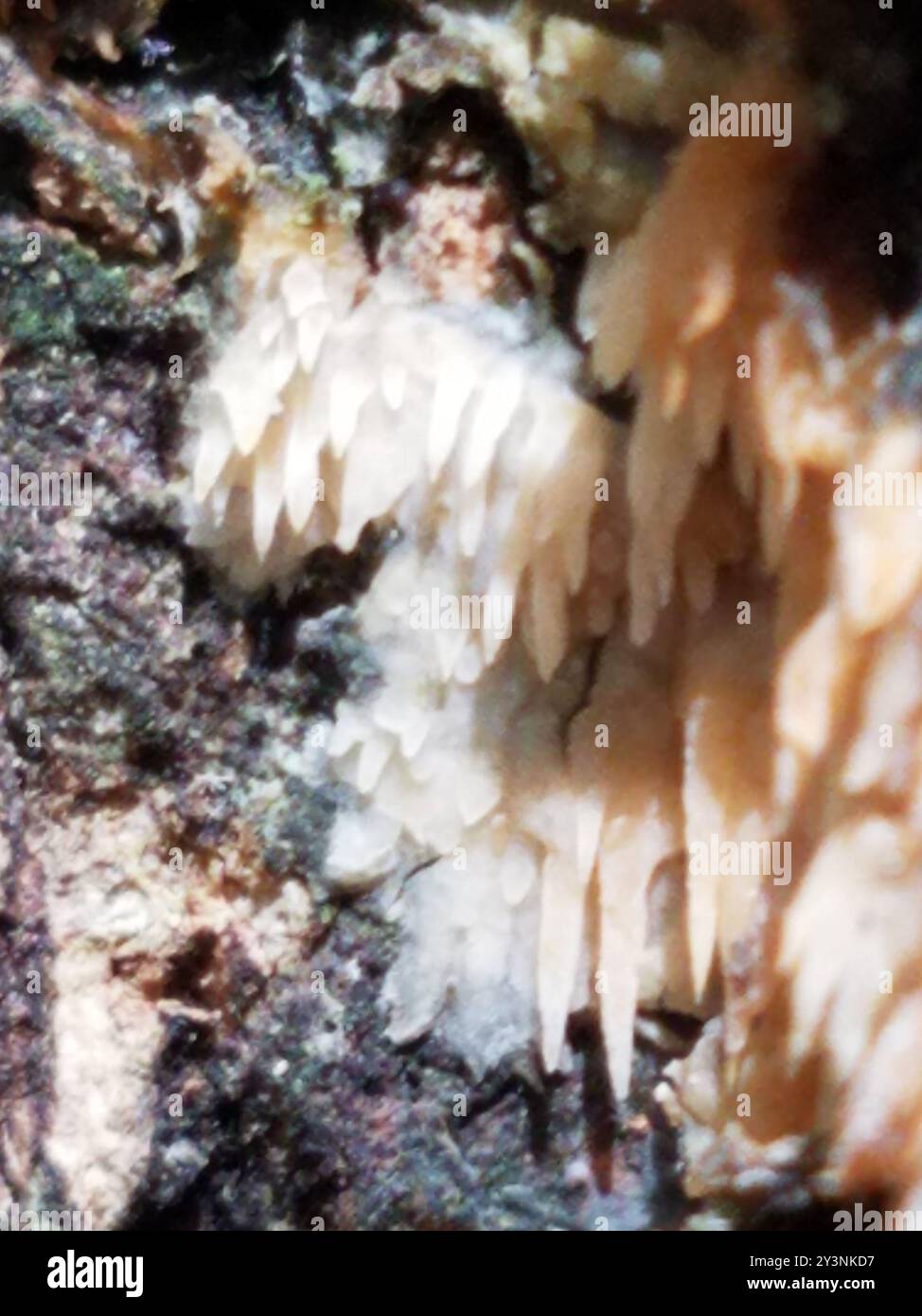 Asian Beauty (Radulomyces copelandii) Fungi Stock Photo - Alamy