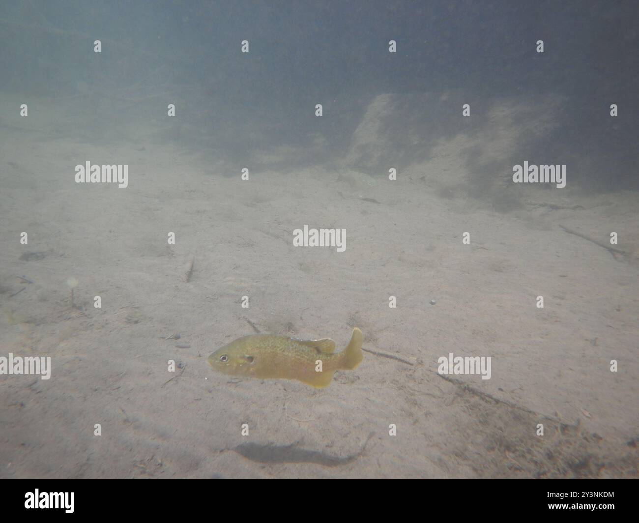 Green Sunfish (Lepomis cyanellus) Actinopterygii Stock Photo - Alamy