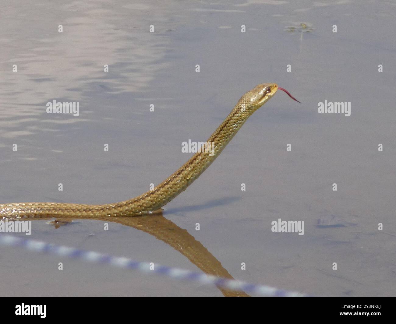 Japanese Four-lined Ratsnake (Elaphe quadrivirgata) Reptilia Stock ...