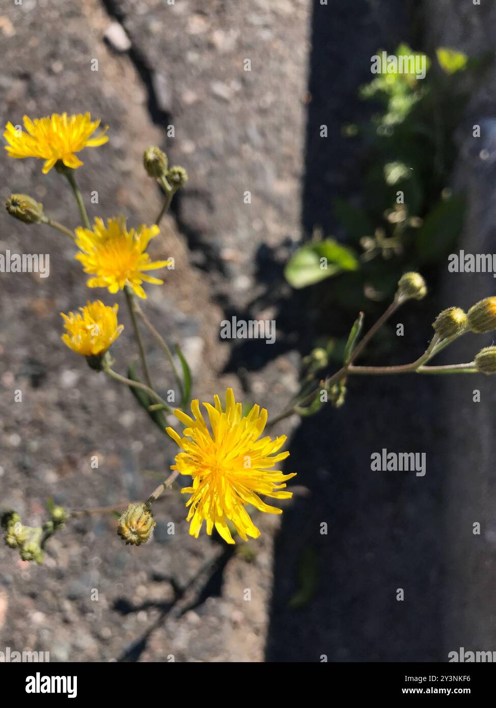narrow-leaved hawksbeard (Crepis tectorum) Plantae Stock Photo - Alamy