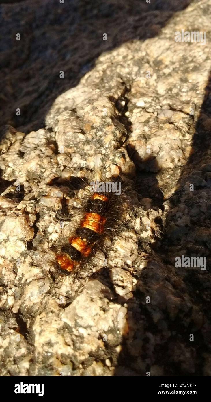 Northern Giant Flag Moth (Dysschema howardi) Insecta Stock Photo - Alamy