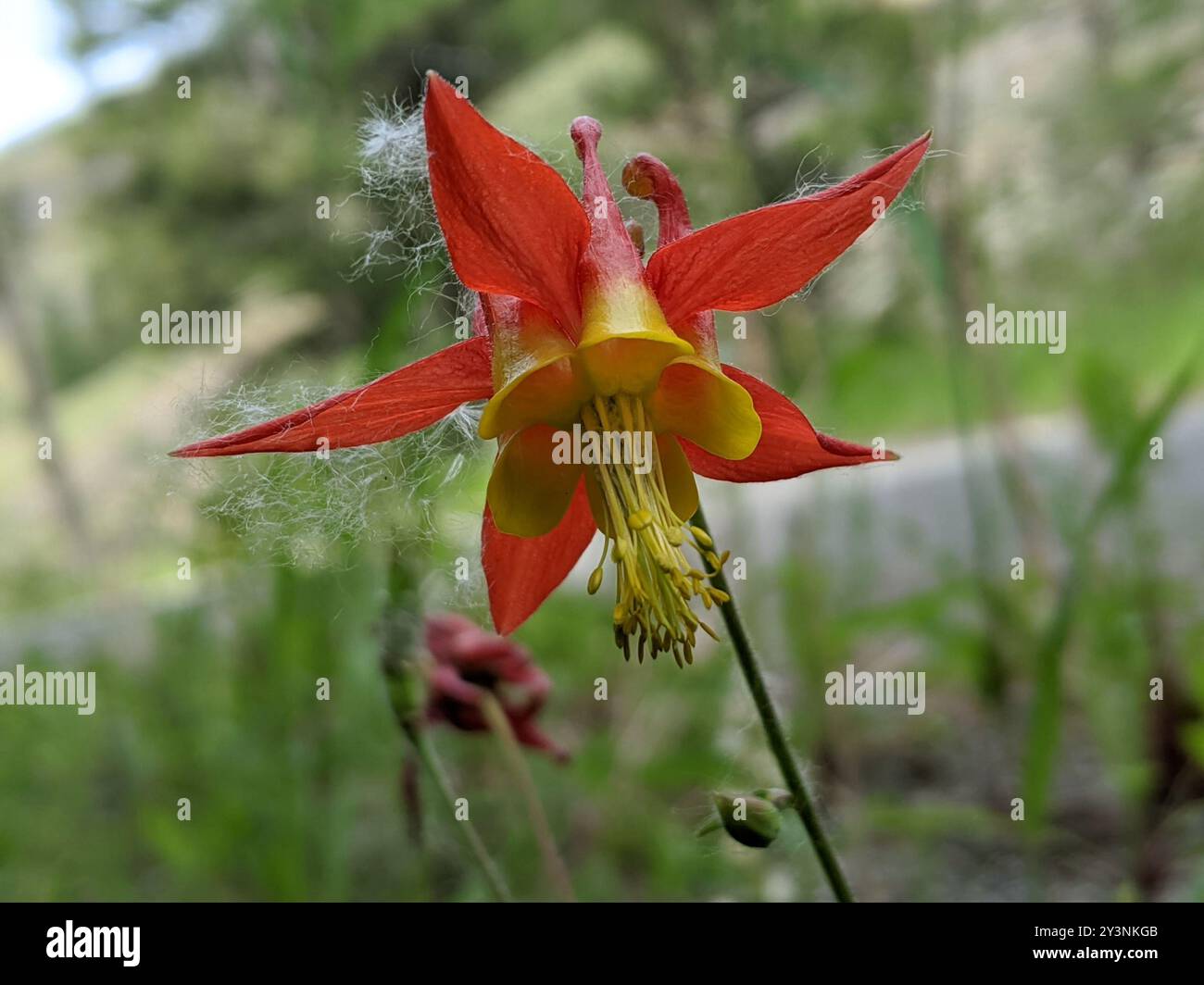western columbine (Aquilegia formosa) Plantae Stock Photo - Alamy