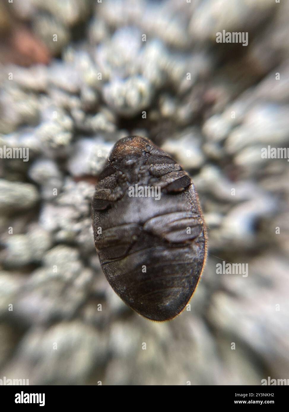 Byrrhus beetle hi-res stock photography and images - Alamy