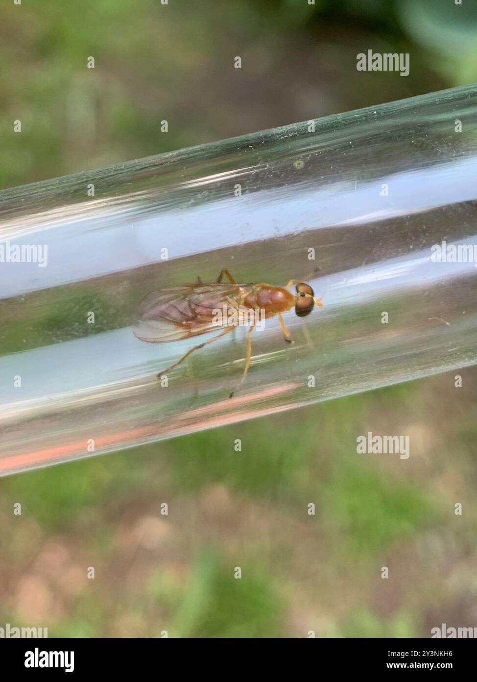 Compost Fly (Ptecticus trivittatus) Insecta Stock Photo - Alamy