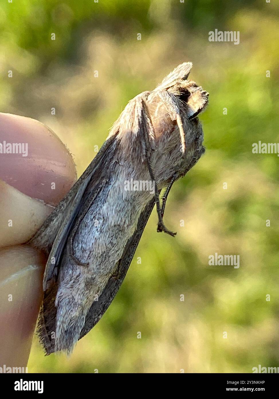 Shark Moth (Cucullia umbratica) Insecta Stock Photo - Alamy