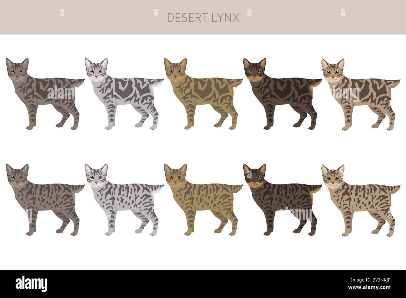 Desert Lynx Cat clipart. All coat colors set. All cat breeds ...